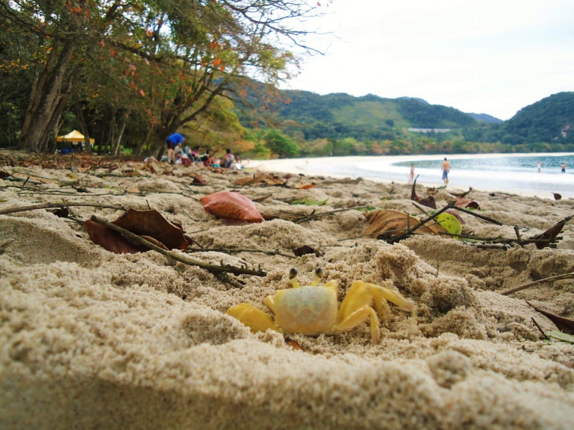 Tudo sobre a Praia do Félix, nossa preferida em Ubatuba