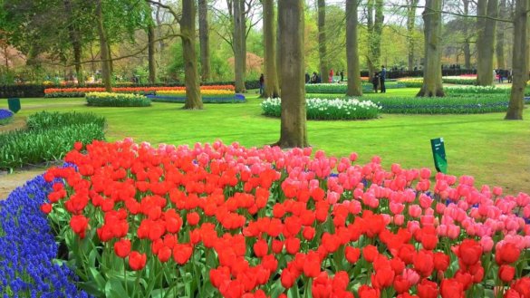 A primavera na Holanda e os campos de tulipas de Keukenhof