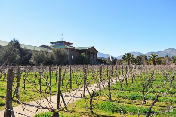 Rota do Vinho pelo Vale Casablanca em Santiago, no Chile